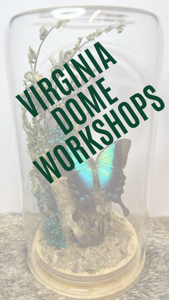 The Winged Wonderland Dome Display Workshop - Virginia